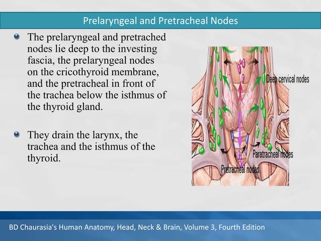 Lymph nodes of head & neck, Normal anatomy and its applied aspect | PPTX