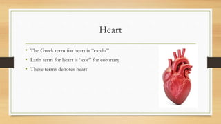 Anatomy of Heart- Internal structures pt | PPTX