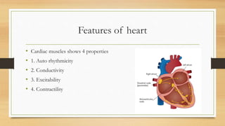 Anatomy of Heart- Internal structures pt | PPTX