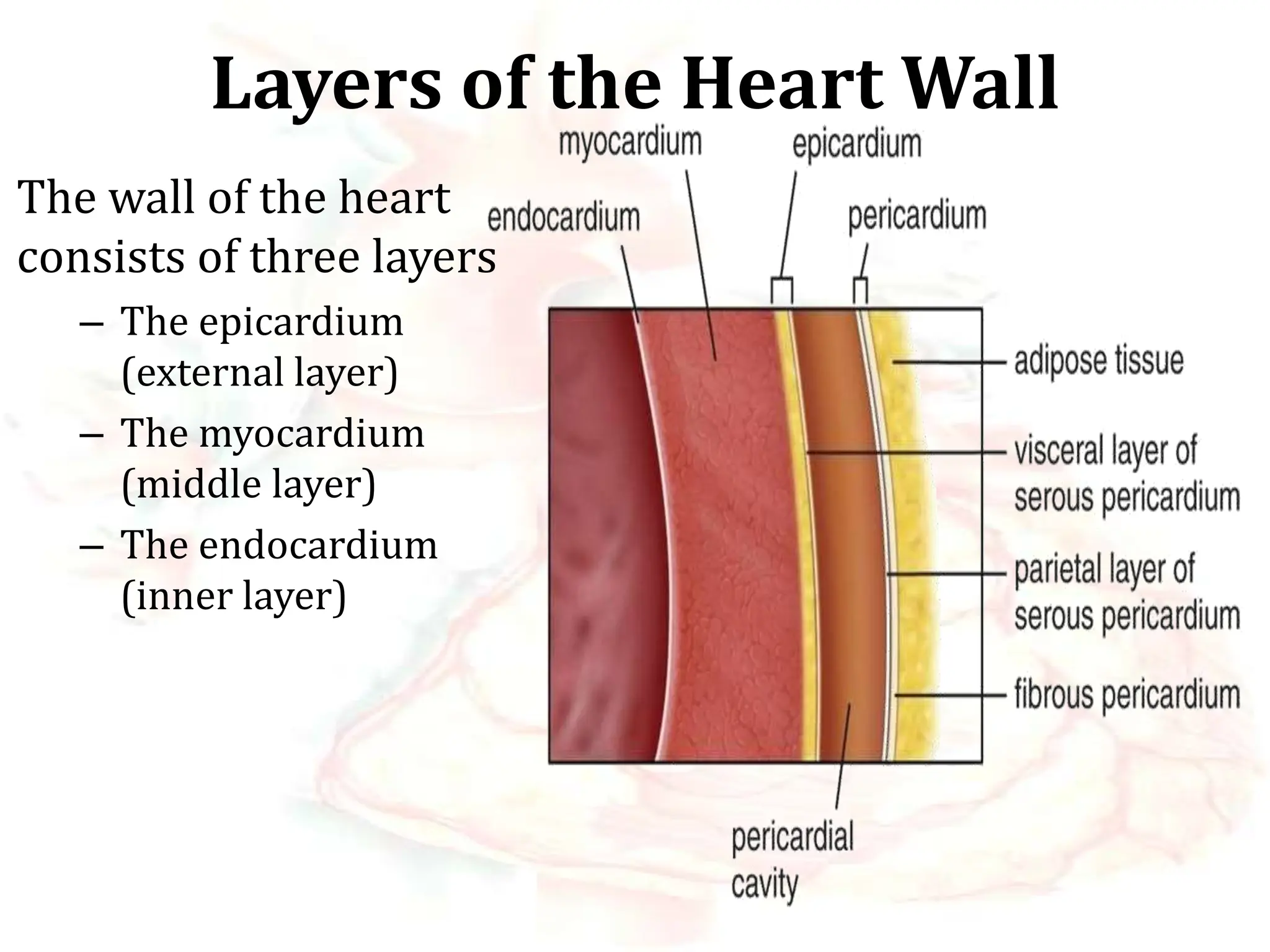 anatomy and physiology of heart..ppt.... | PPSX