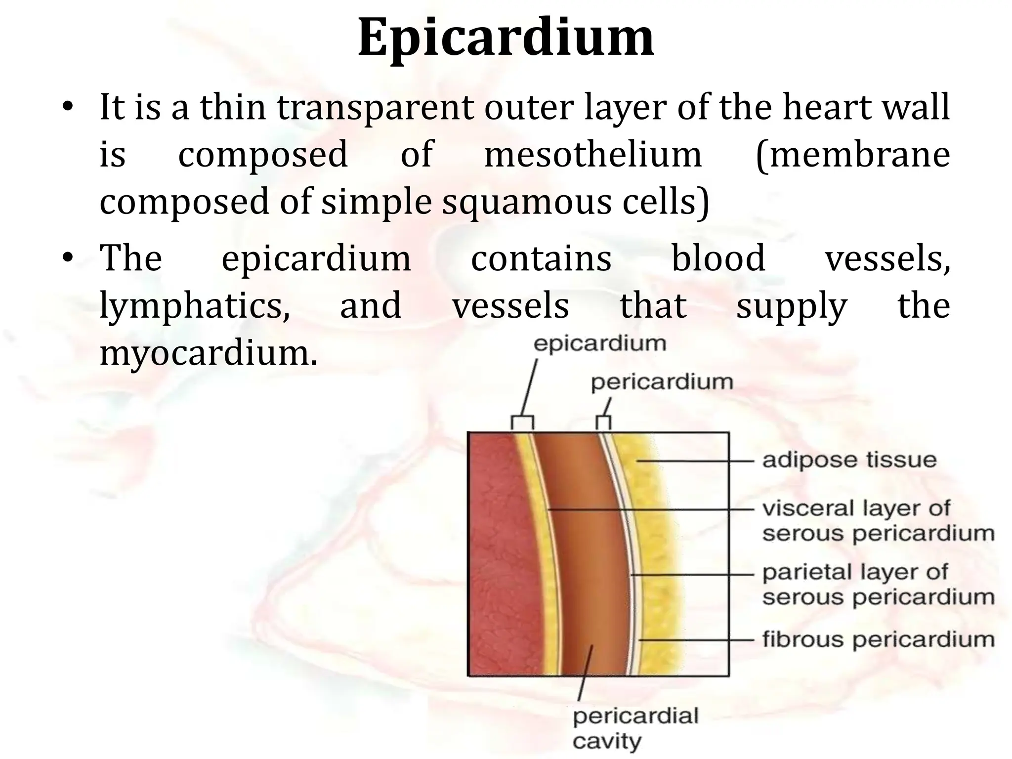 anatomy and physiology of heart..ppt.... | PPSX