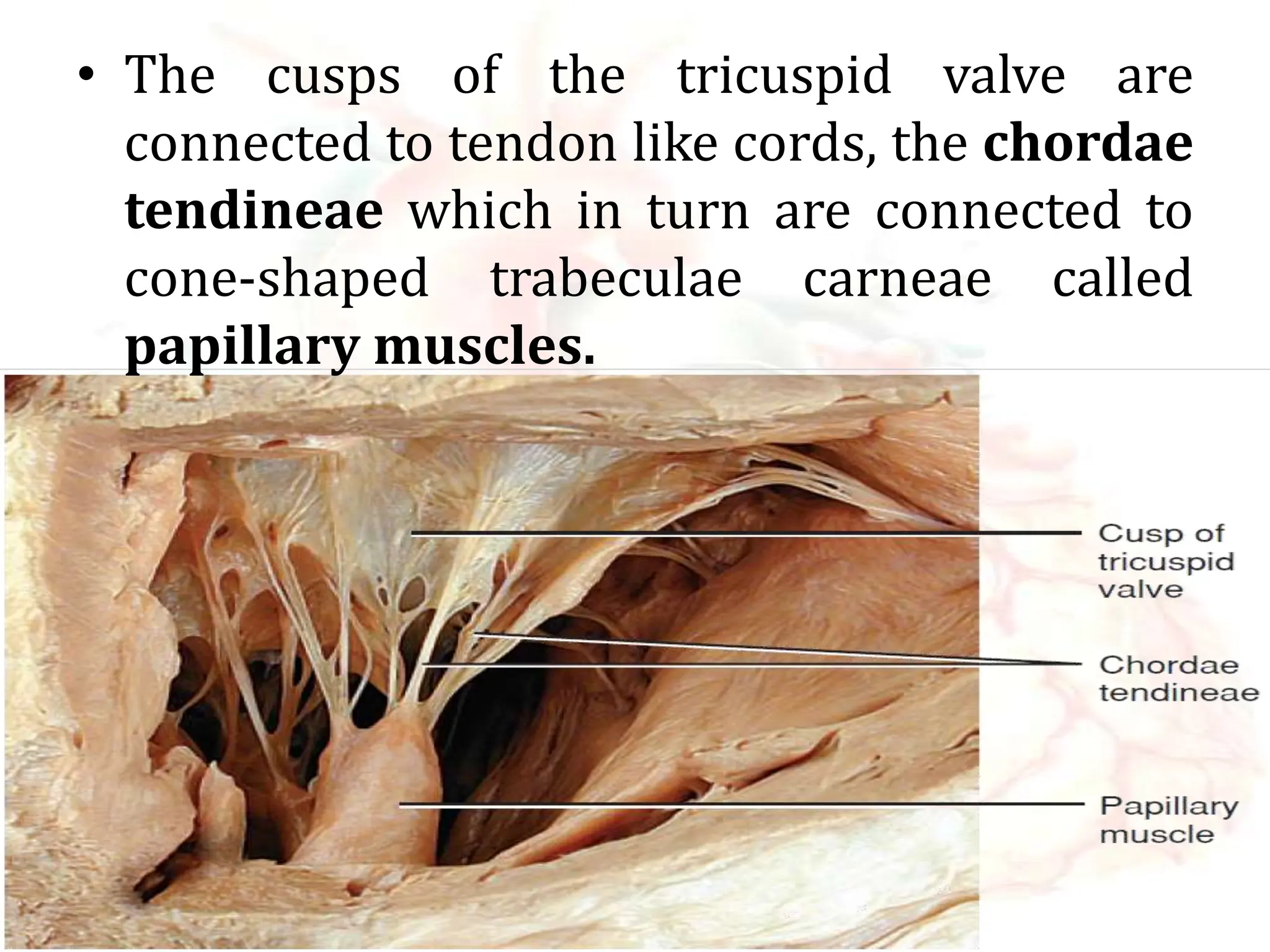 anatomy and physiology of heart..ppt.... | PPSX