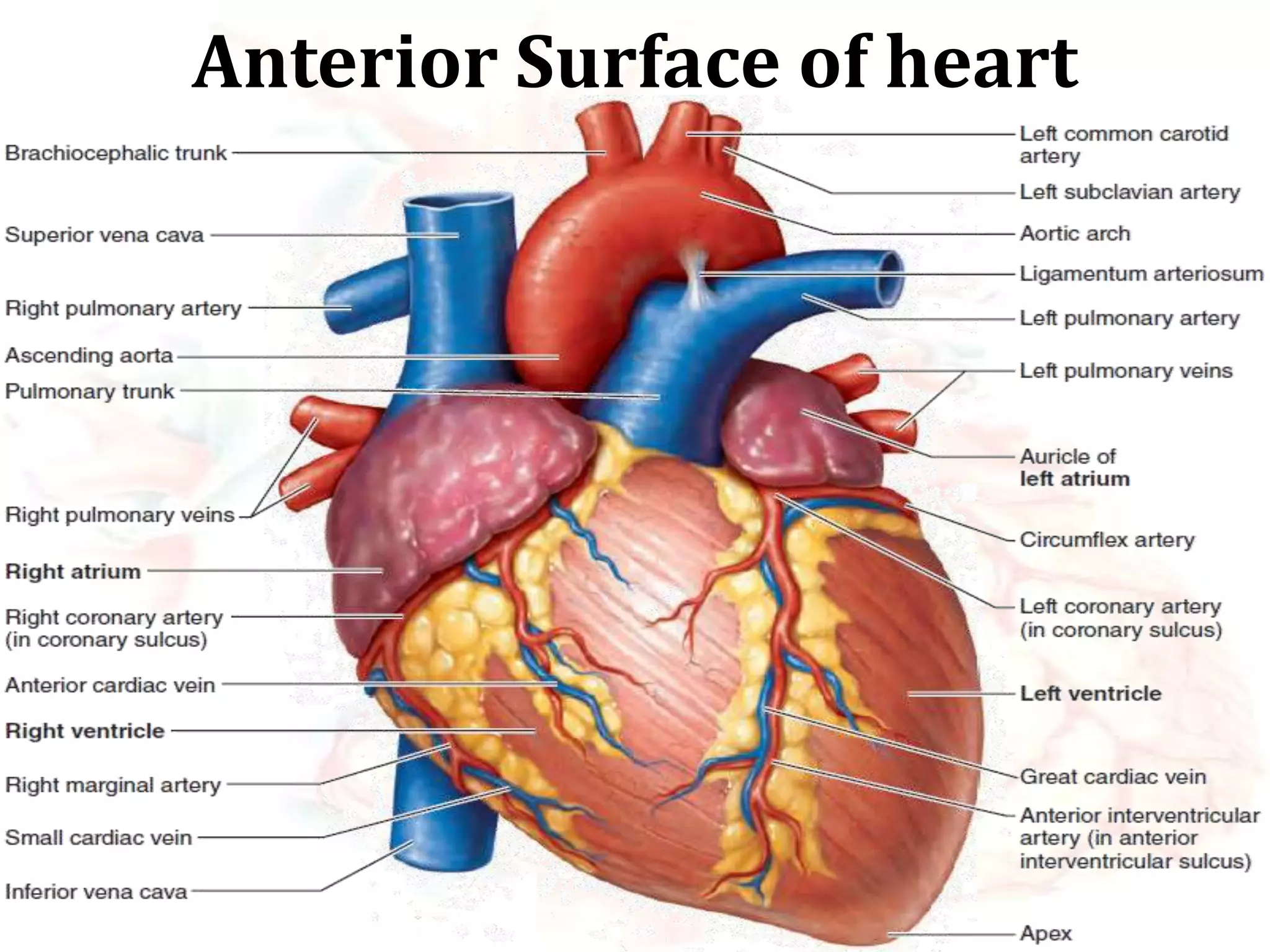 Anatomy of heart | PPSX