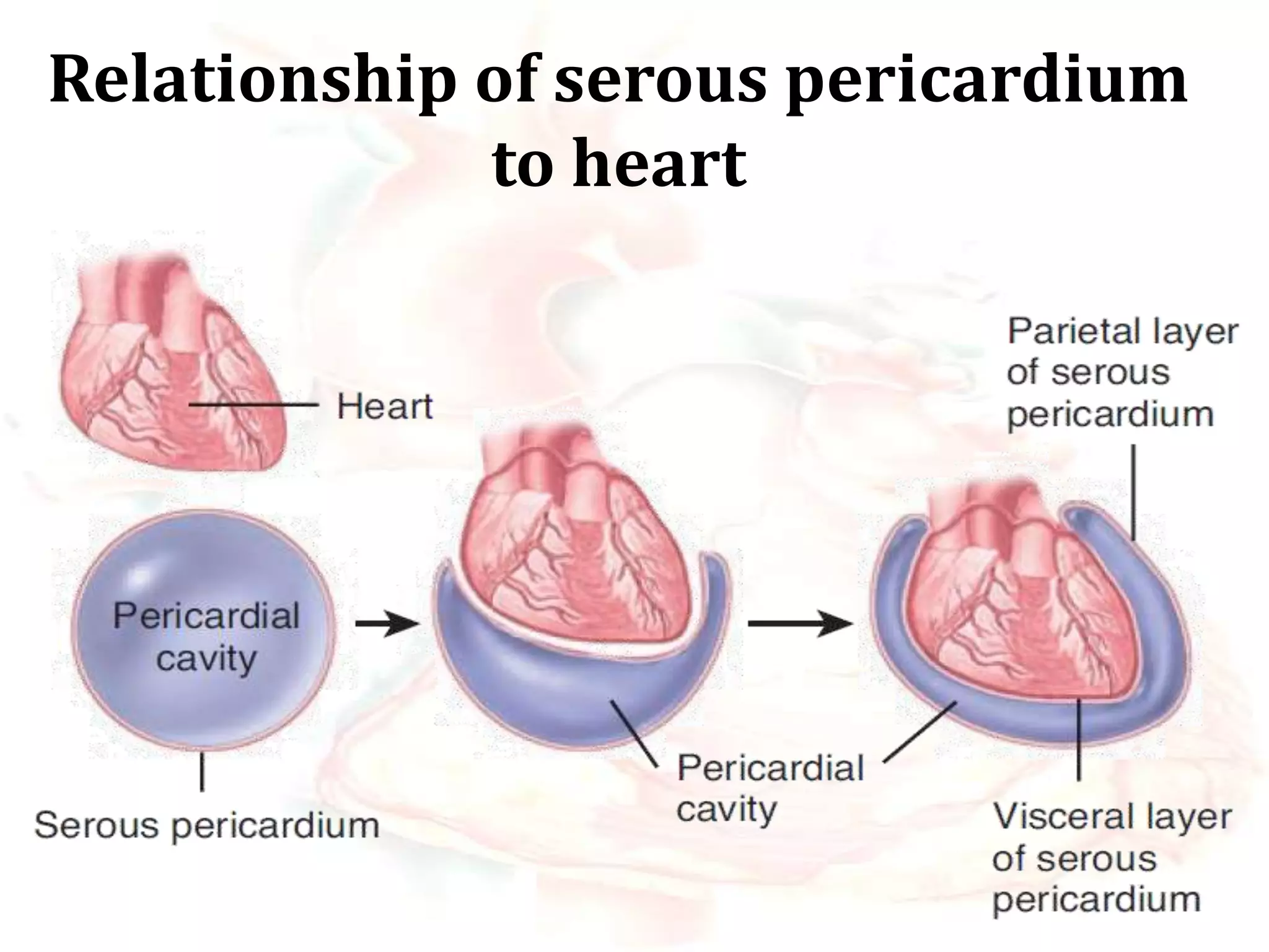 Anatomy of heart | PPSX