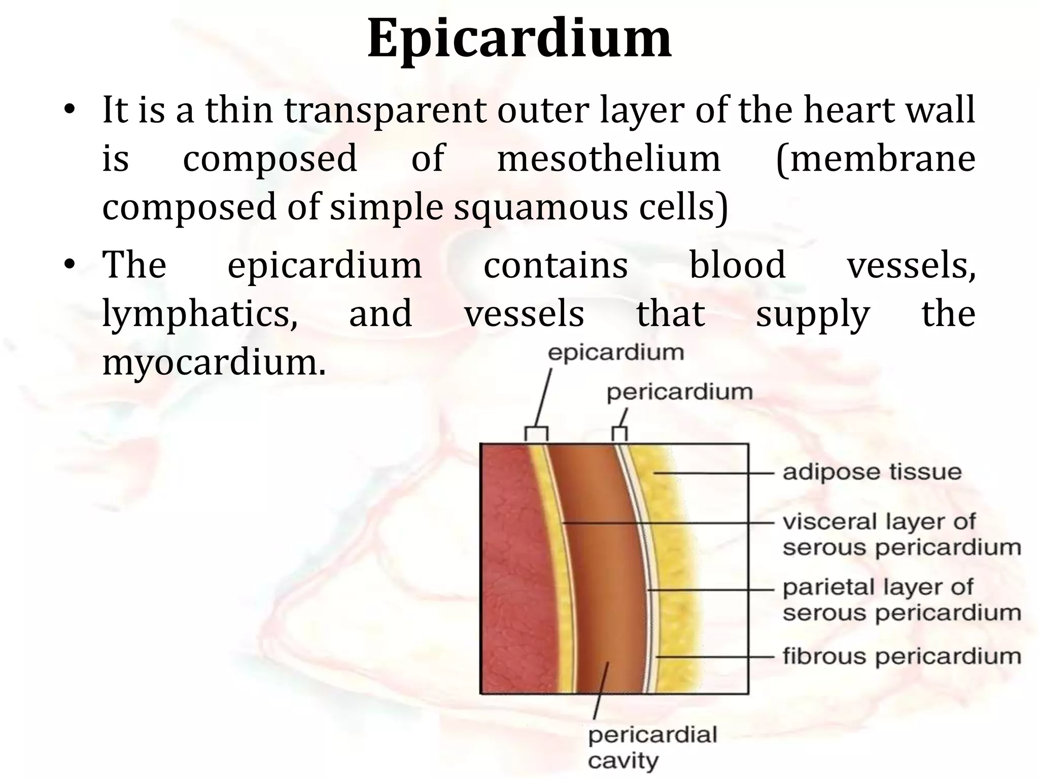 Anatomy of heart | PPSX