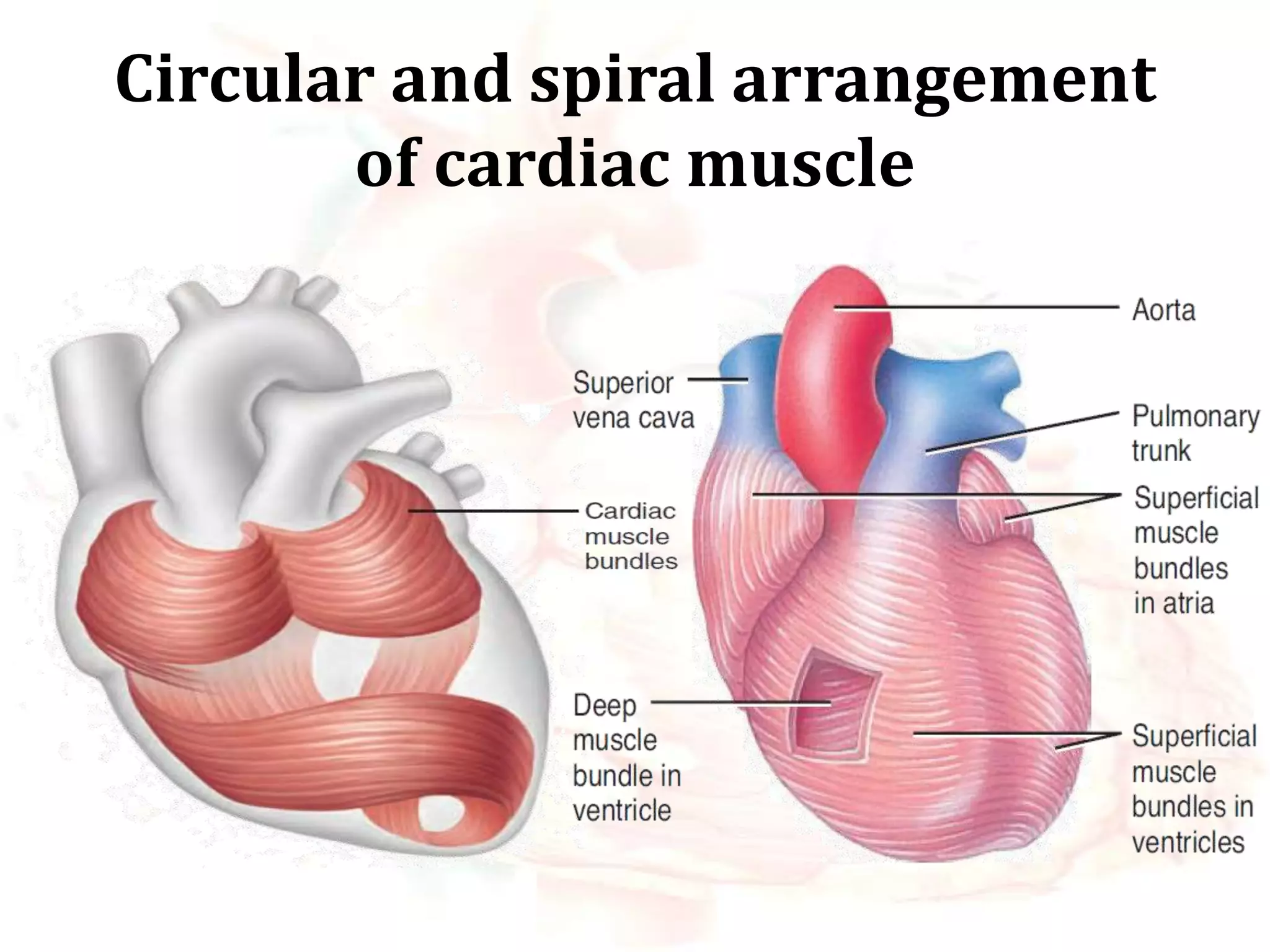 Anatomy of heart | PPSX