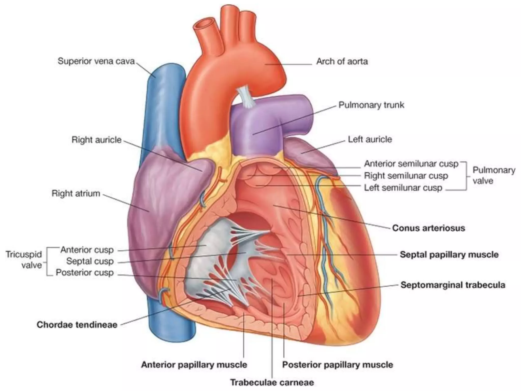 Anatomy of heart | PPSX