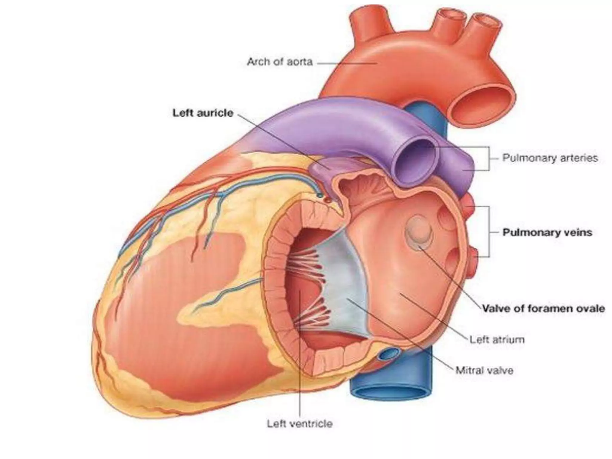 Anatomy of heart | PPSX
