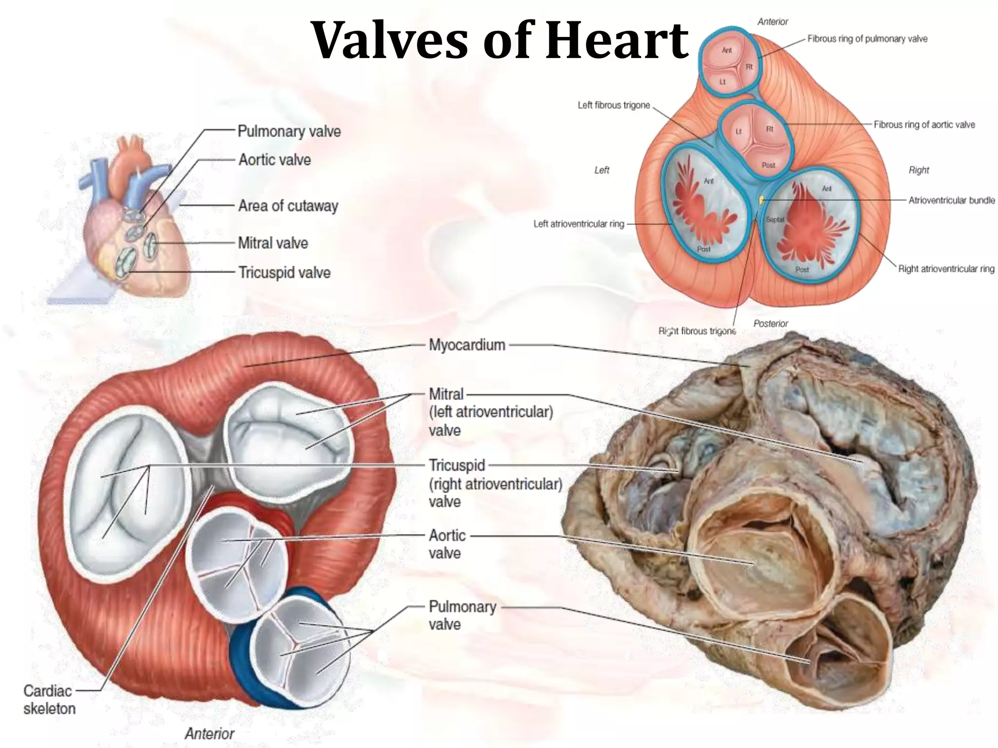 Anatomy of heart | PPSX