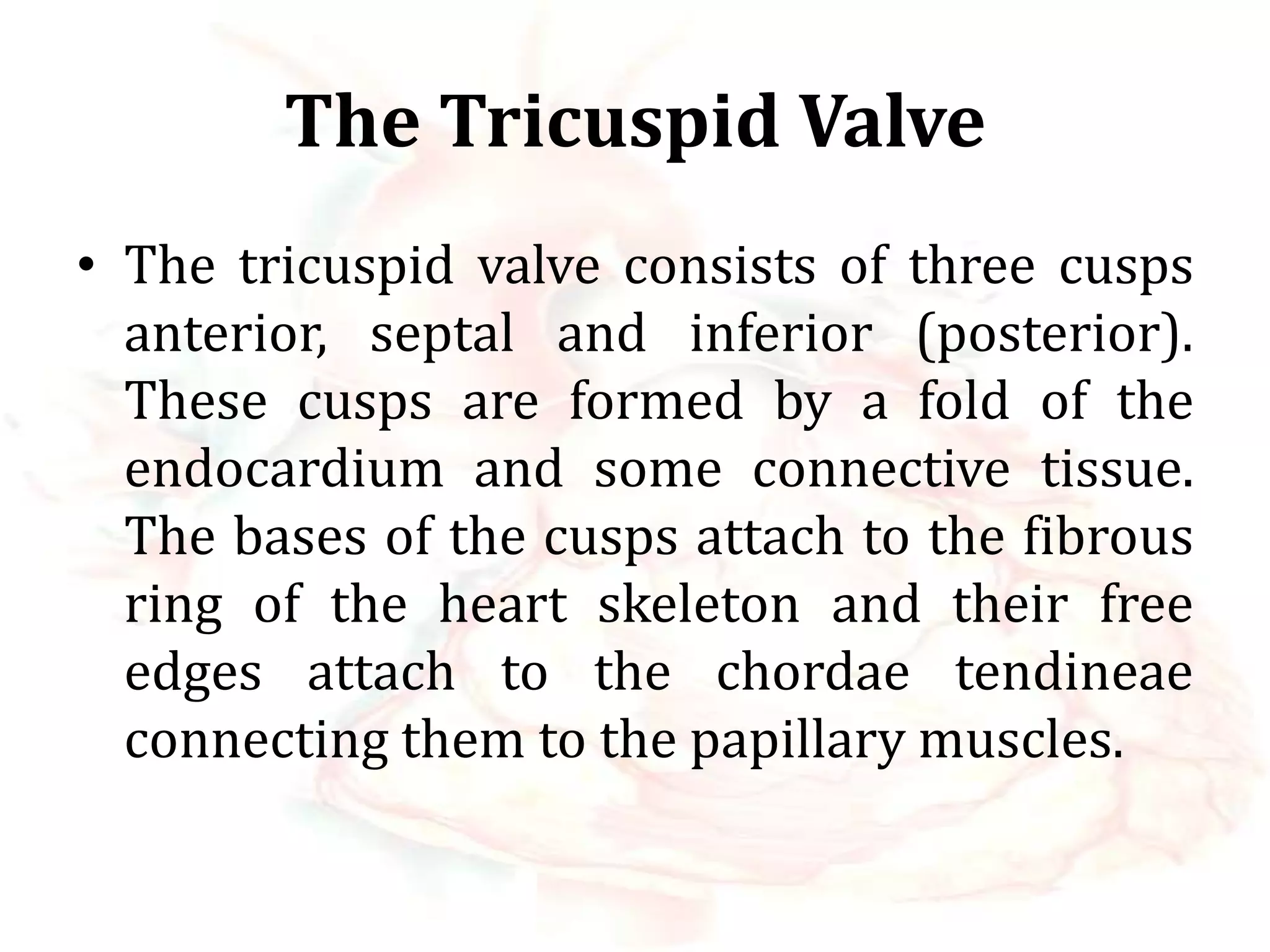 Anatomy of heart | PPSX