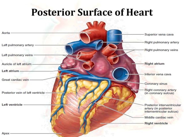 Anatomy of heart | PPSX