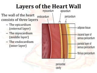 Anatomy of heart | PPSX