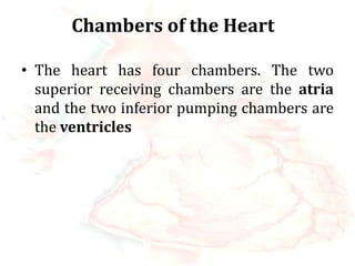 Anatomy of heart | PPSX