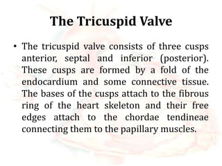 Anatomy of heart | PPSX