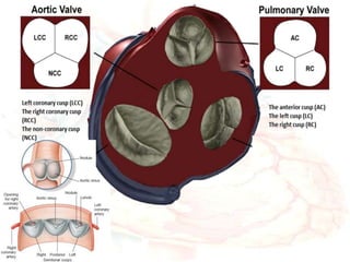 Anatomy of heart | PPSX