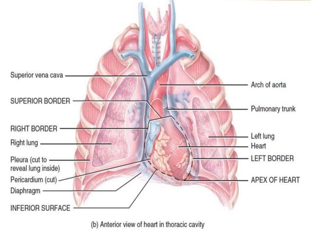 Anatomy of heart | PPSX