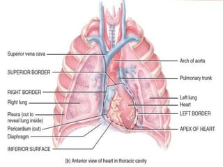 Anatomy of heart | PPT