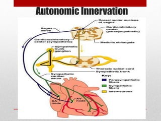 Anatomy of heart | PPTX
