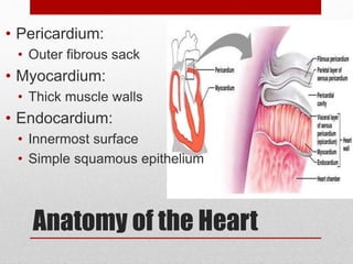 Anatomy of heart | PPTX