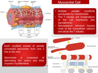 Anatomy of heart | PPTX