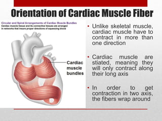 Anatomy of heart | PPTX