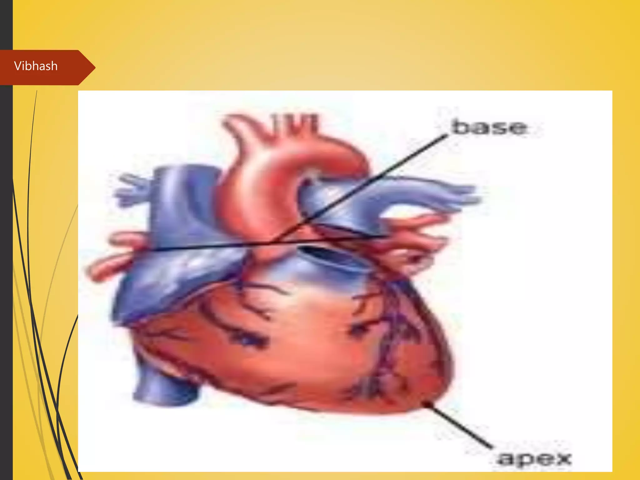 Anatomy of heart | PPTX