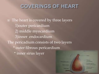 Anatomy of heart | PPTX