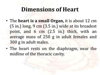 Anatomy of heart | PDF