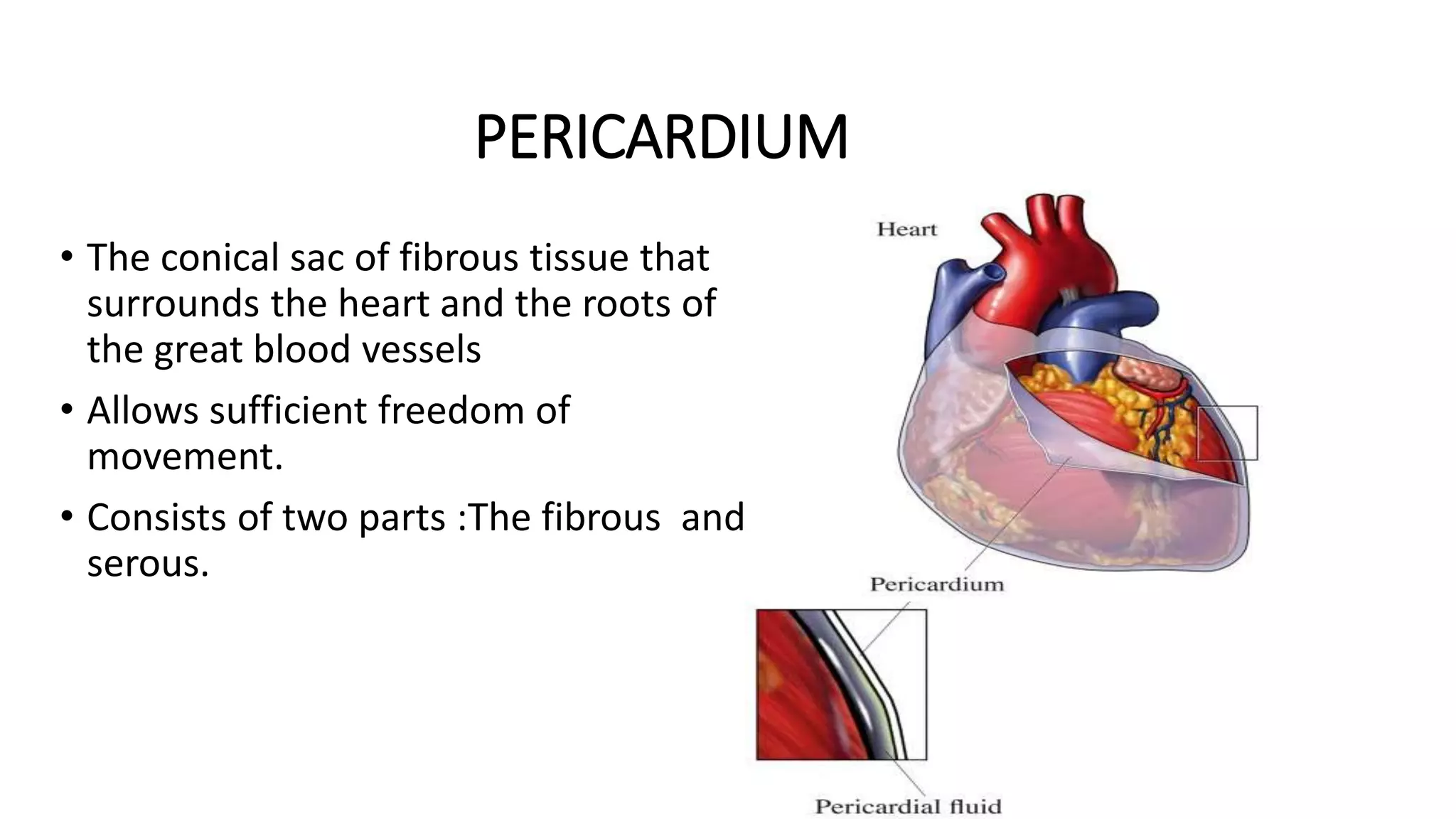 Anatomy of heart | PPTX