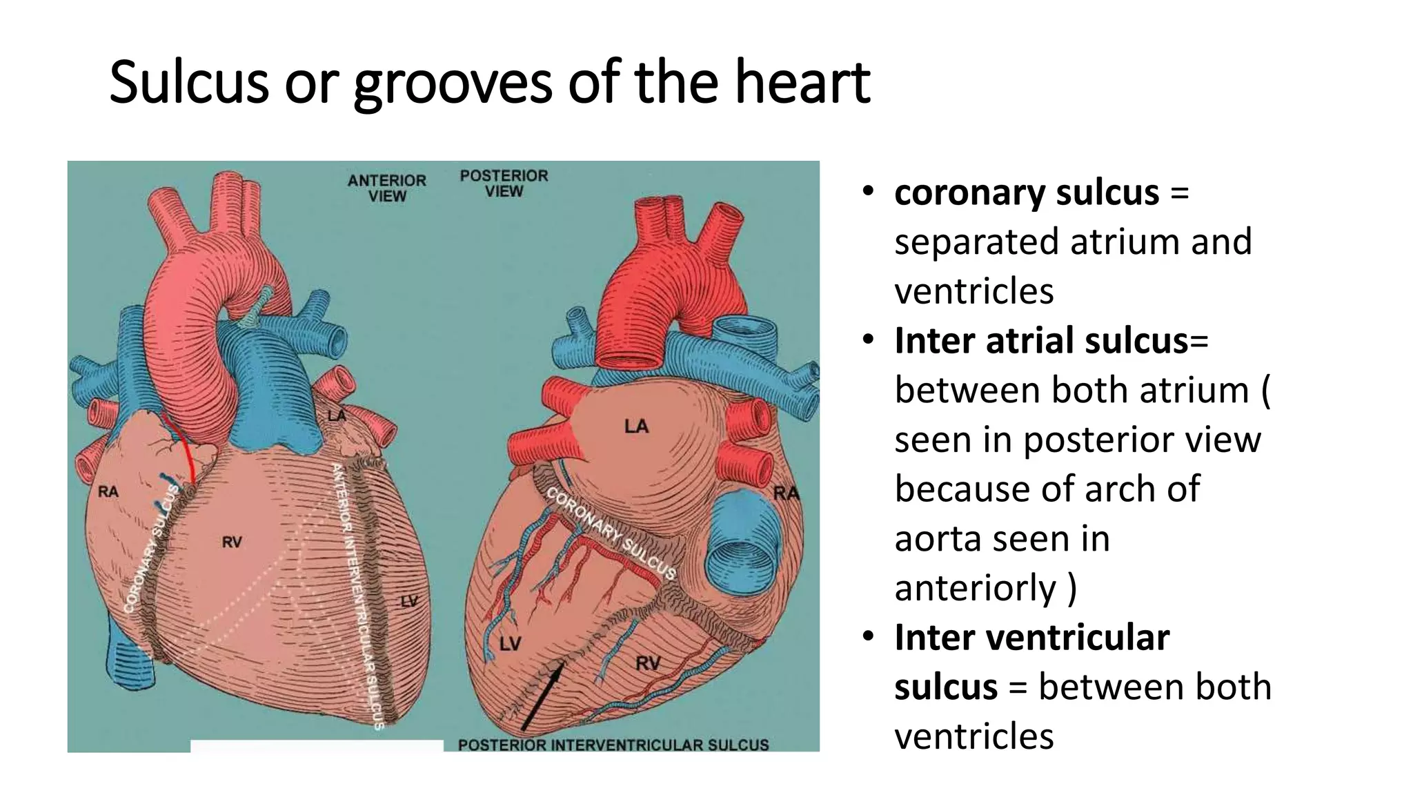 Anatomy of heart | PPTX
