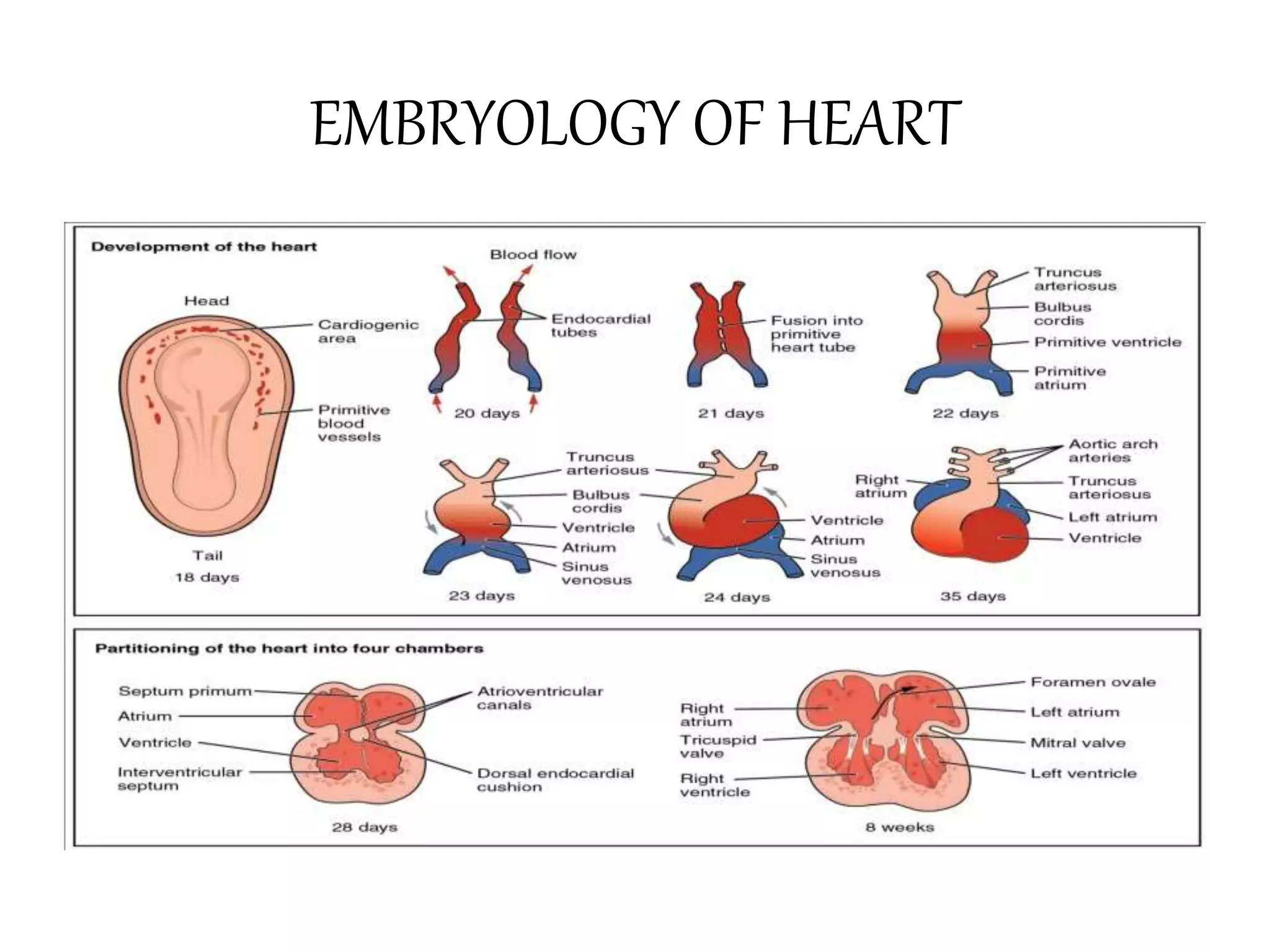 Anatomy of heart | PPTX