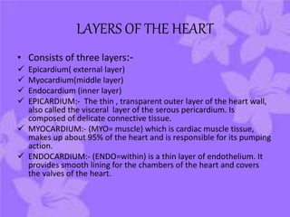 Anatomy of heart | PPTX