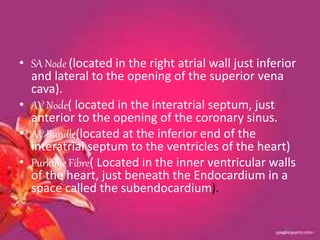 Anatomy of heart | PPT