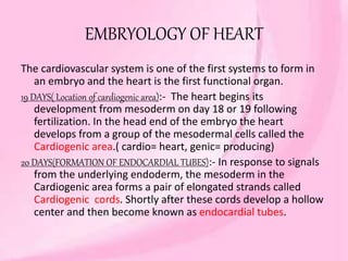 Anatomy of heart | PPTX