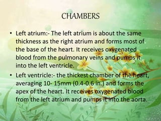 Anatomy of heart | PPTX