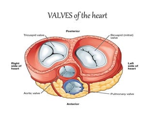 Anatomy of heart | PPTX