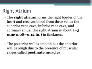 ANATOMY OF HEART.pptx