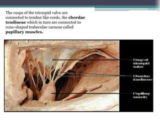 ANATOMY OF HEART.pptx