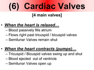 ANATOMY OF HEART.ppt