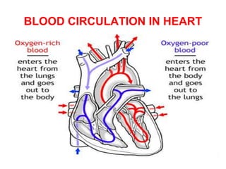 ANATOMY OF HEART.ppt