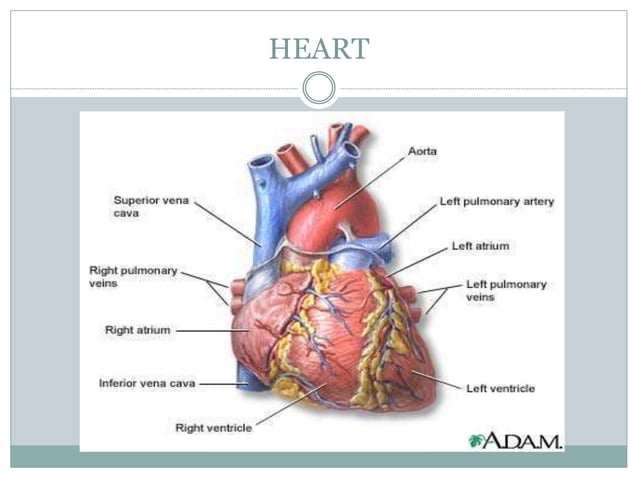 anatomy of heart.pptx | Heart and Cardiovascular Diseases | Diseases and Conditions