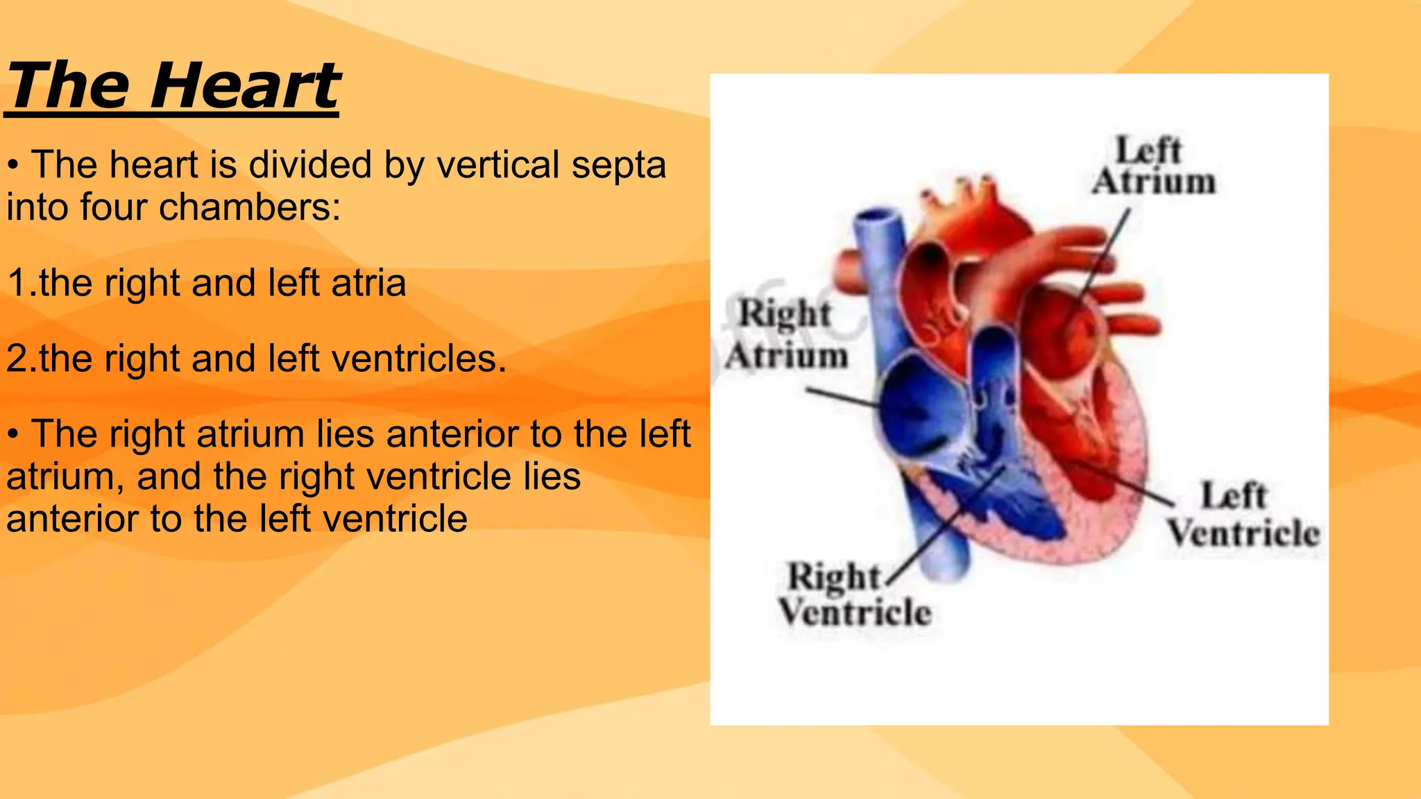 Anatomy of heart .pptx