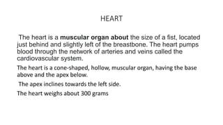 ANATOMY OF HEART.reagarding the riagt and left ventricle | PDF