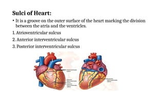anatomy of heart1234567890123456789012346 | PPT