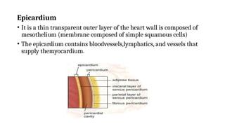 anatomy of heart1234567890123456789012346 | PPT