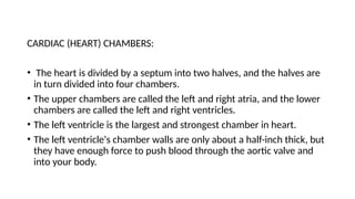 anatomy of heart1234567890123456789012346 | PPTX