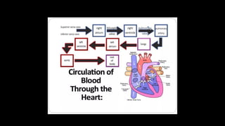 human anatomy ANATOMY OF HEART notes.pptx
