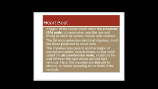 human anatomy ANATOMY OF HEART notes.pptx