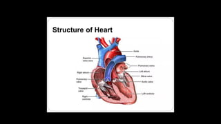 human anatomy ANATOMY OF HEART notes.pptx