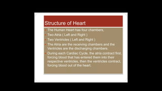 human anatomy ANATOMY OF HEART notes.pptx